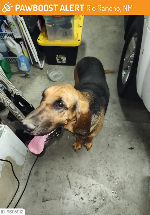 Rio Rancho, NM Stray Female Dog Found Near Riverview, meadowlark ...