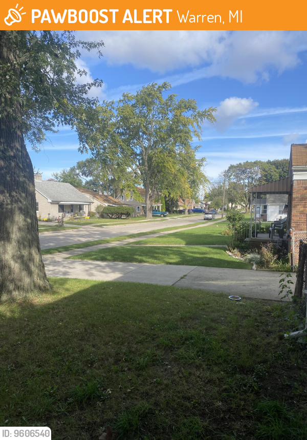 Warren, MI Stray Dog Found Near Logue ave, street off of 9 mile, she is ...