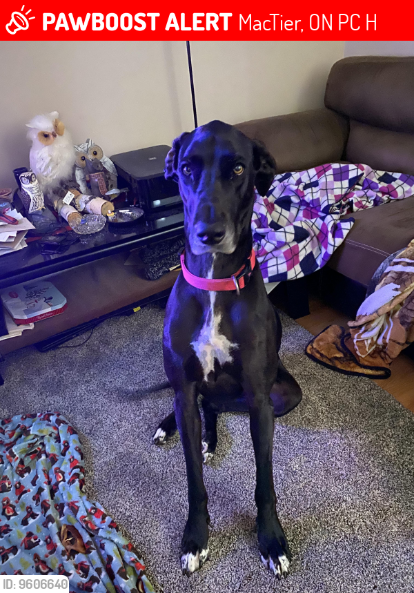 MacTier, ON Lost Female Dog, Shadow Is Missing | PawBoost