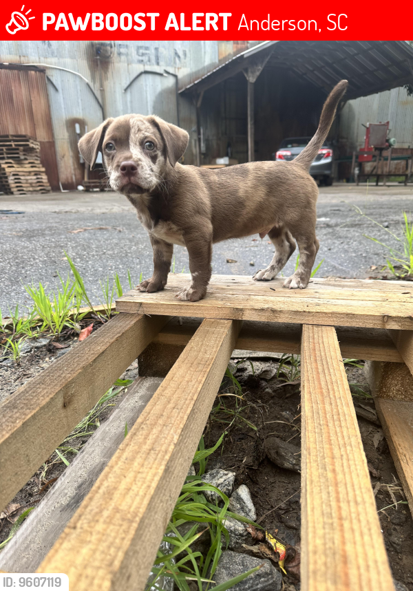 Anderson, SC Lost Male Dog, Rokey Is Missing | PawBoost