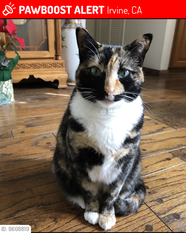 Irvine, CA Lost Female Cat, Melina Is Missing | PawBoost