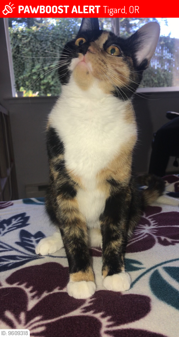 Tigard, OR Lost Female Cat, Camelia Is Missing | PawBoost