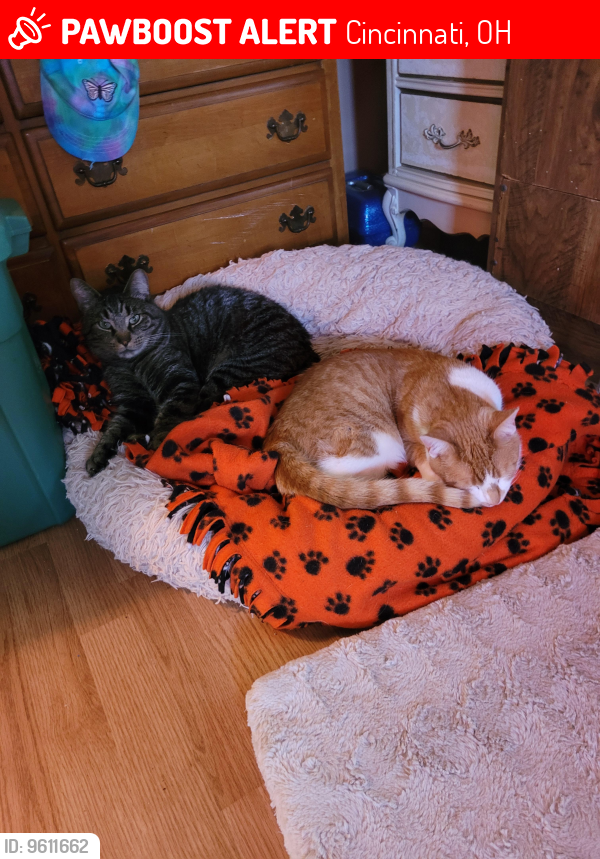 Cincinnati, OH Lost Male Cat, Cheeto Is Missing | PawBoost