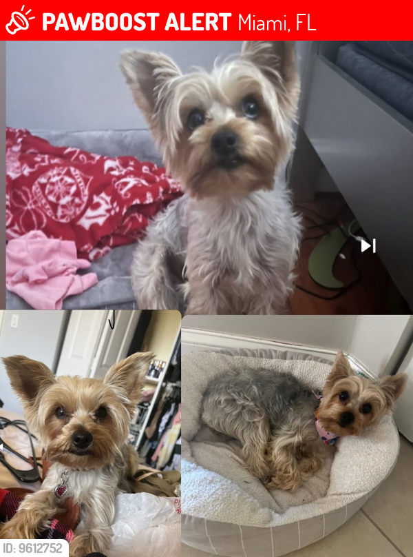 Miami, FL Lost Female Dog, Chloe Is Missing | PawBoost