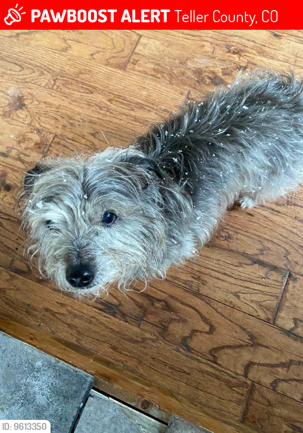 Teller County, CO Lost Male Dog, Koda Is Missing | PawBoost