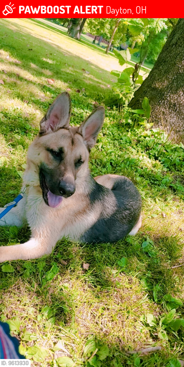 Dayton, OH Lost Male Dog, Simba Is Missing | PawBoost