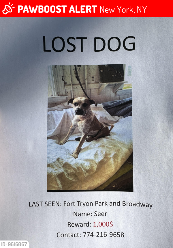 New York, NY Lost Male Dog, Seer Is Missing | PawBoost