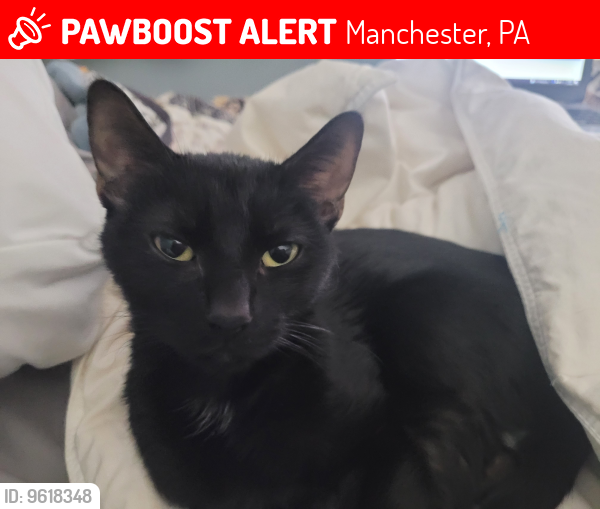 Manchester, PA Lost Female Cat, Oreo Is Missing | PawBoost
