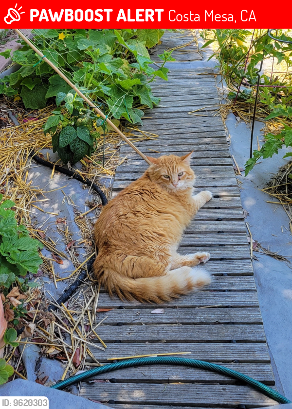 Costa Mesa, CA Lost Male Cat, Apollo Is Missing | PawBoost