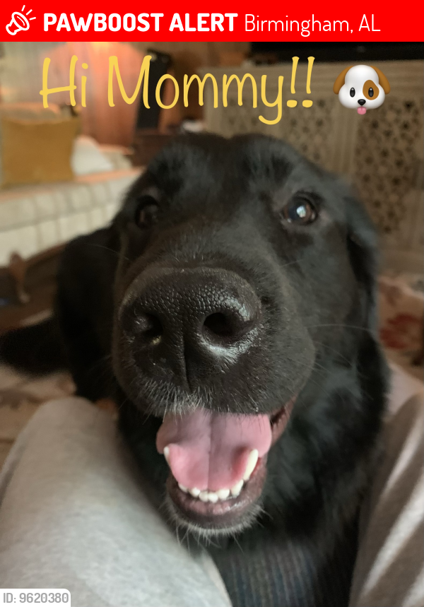 Birmingham, AL Lost Female Dog, Xena Is Missing | PawBoost