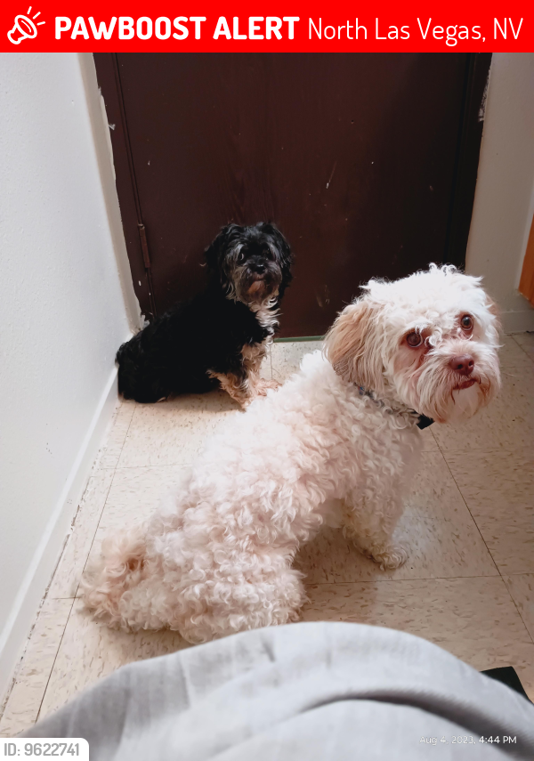 North Las Vegas, NV Lost Male Dog, Bonny Is Missing | PawBoost