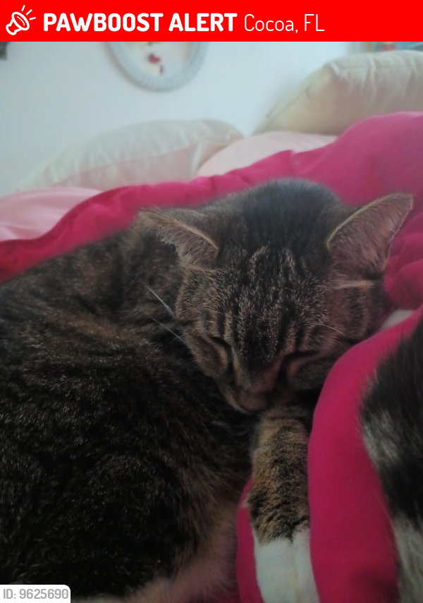 Cocoa, FL Lost Female Cat, Maggie Is Missing | PawBoost
