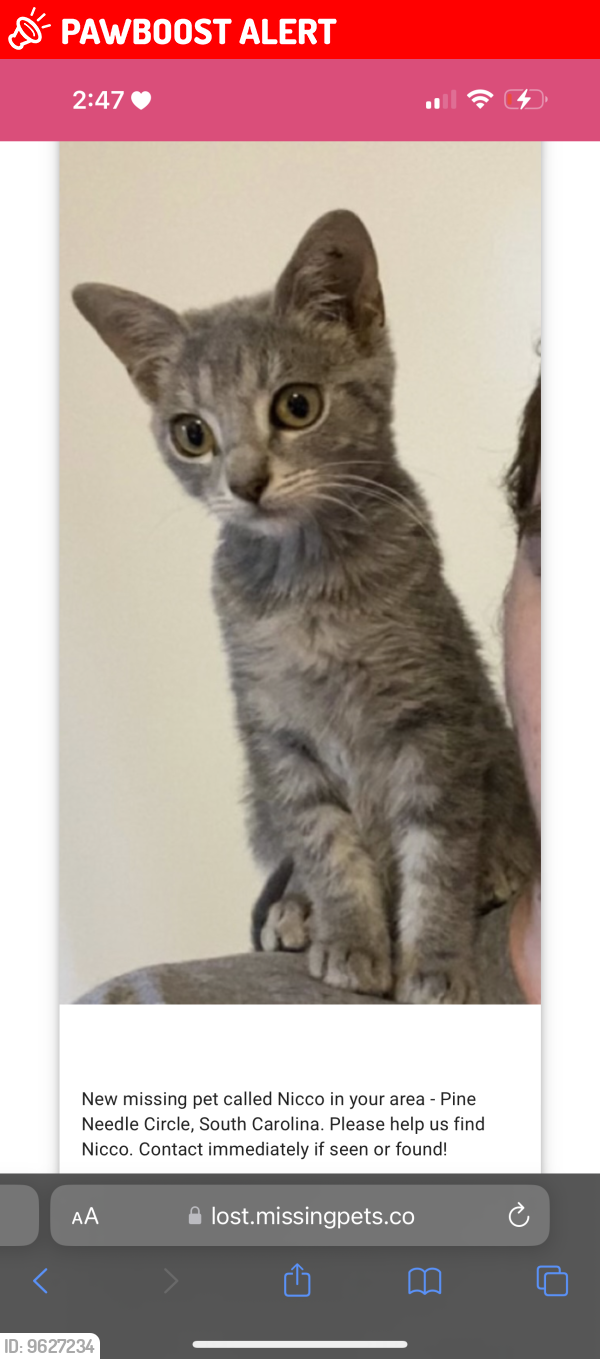 Anderson County, SC Lost Male Cat, Nicco Is Missing | PawBoost