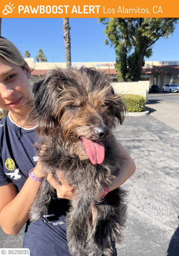 Los Alamitos, CA Stray Female Dog Found Near Magellanic/Los Alamitos ...