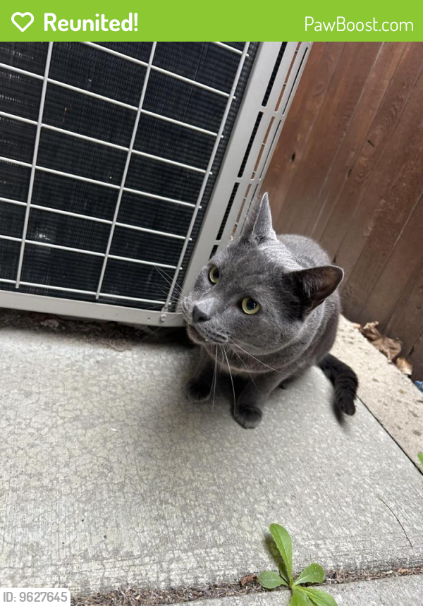Reunited Male Cat in Boise, ID 83704 (ID: 69627645) | PawBoost