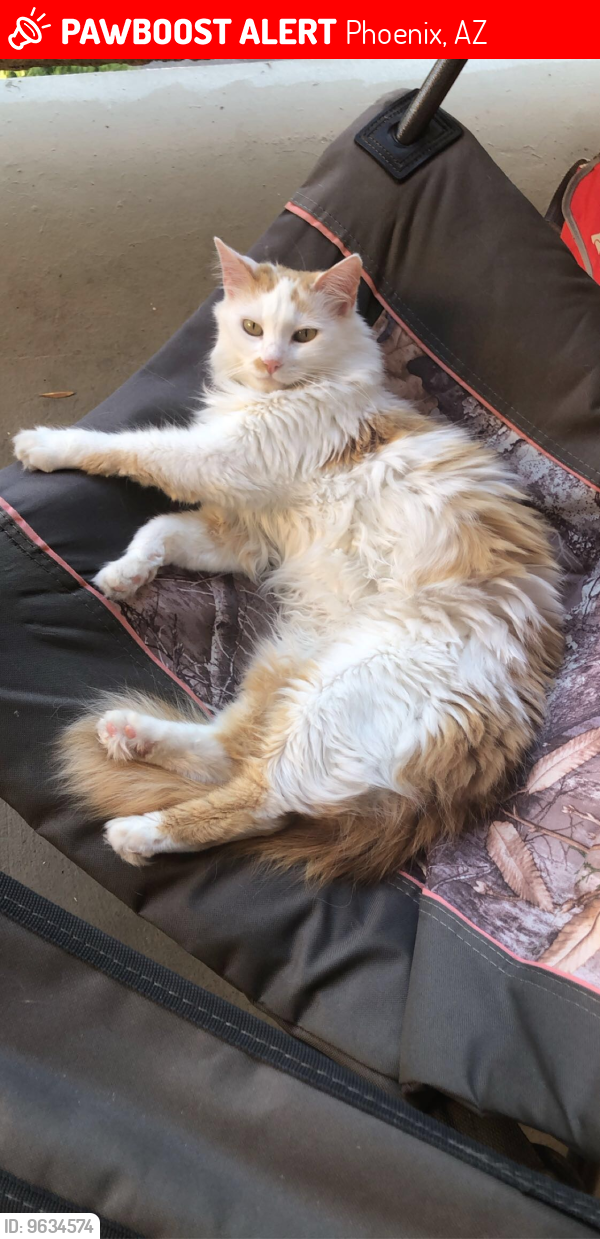 Phoenix, AZ Lost Female Cat, Kiki Is Missing | PawBoost