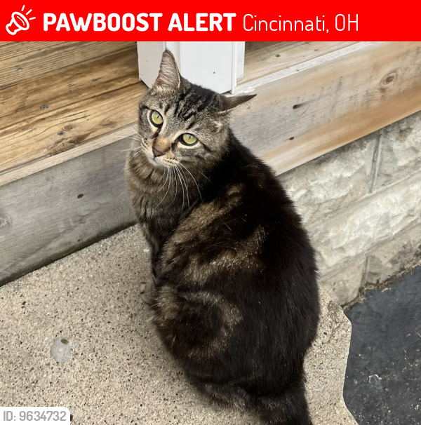 Cincinnati, OH Lost Female Cat, Luna Is Missing | PawBoost
