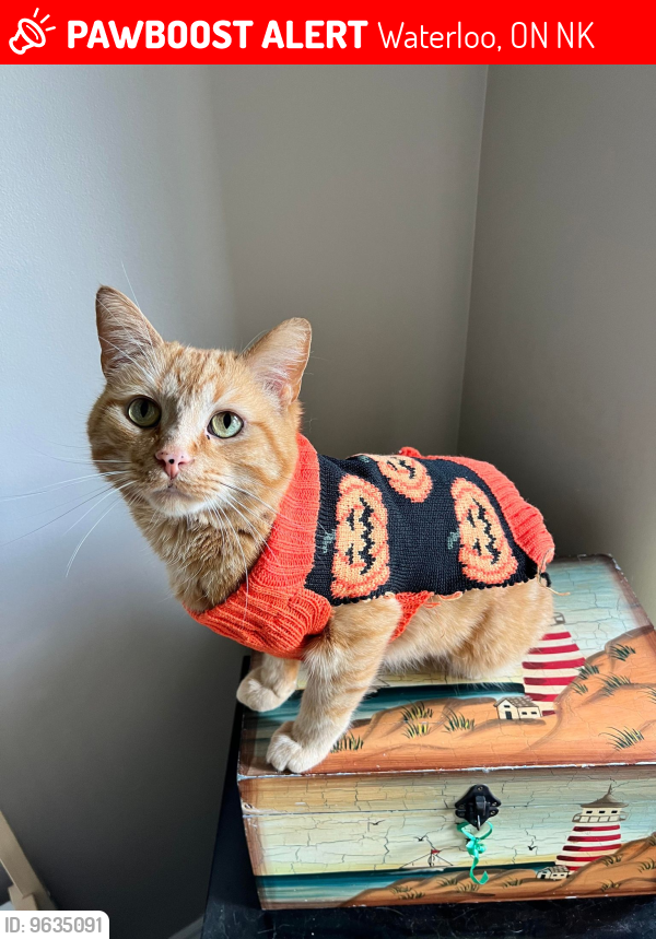 Waterloo, ON Lost Male Cat, Milo Is Missing | PawBoost