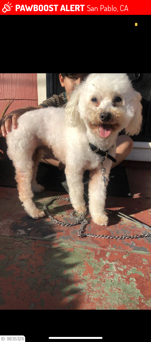 San Pablo, CA Lost Female Dog, Luna Is Missing | PawBoost
