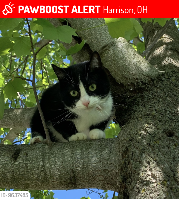 Harrison, OH Lost Female Cat, Stevie Is Missing | PawBoost