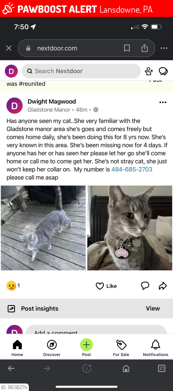 Lansdowne, PA Lost Female Cat, Nyla Magwood Is Missing | PawBoost