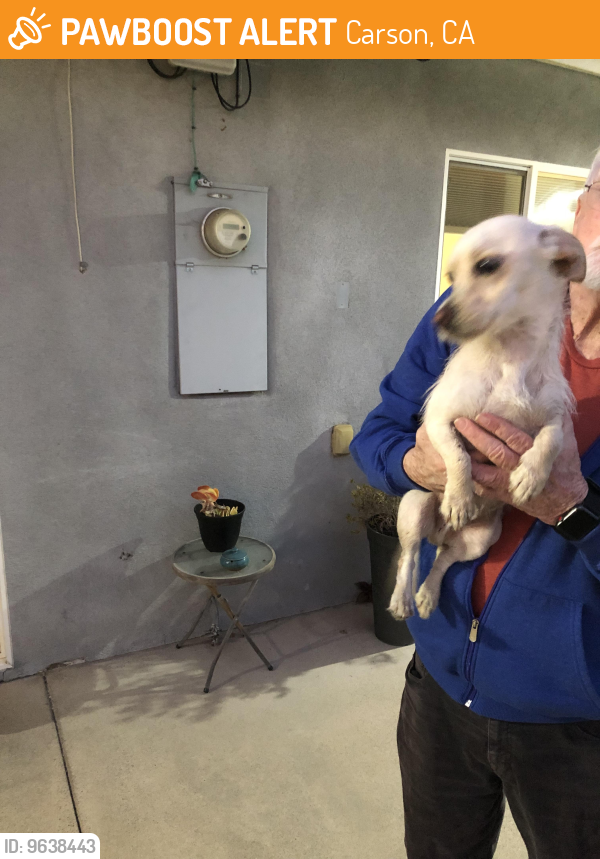 Carson, CA Stray Male Dog Found Near Main st and Lifford | PawBoost
