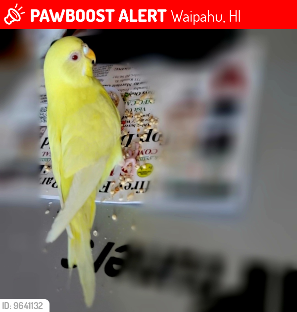 Waipahu, HI Lost Bird, Tweety Is Missing | PawBoost