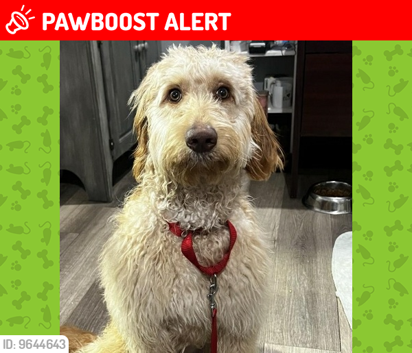 Wappingers Falls, NY Lost Female Dog, Summer Is Missing | PawBoost