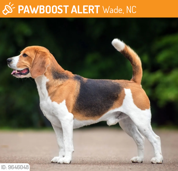 Wade, NC Stray Male Dog Found Near River Rd/I-295 intersection | PawBoost