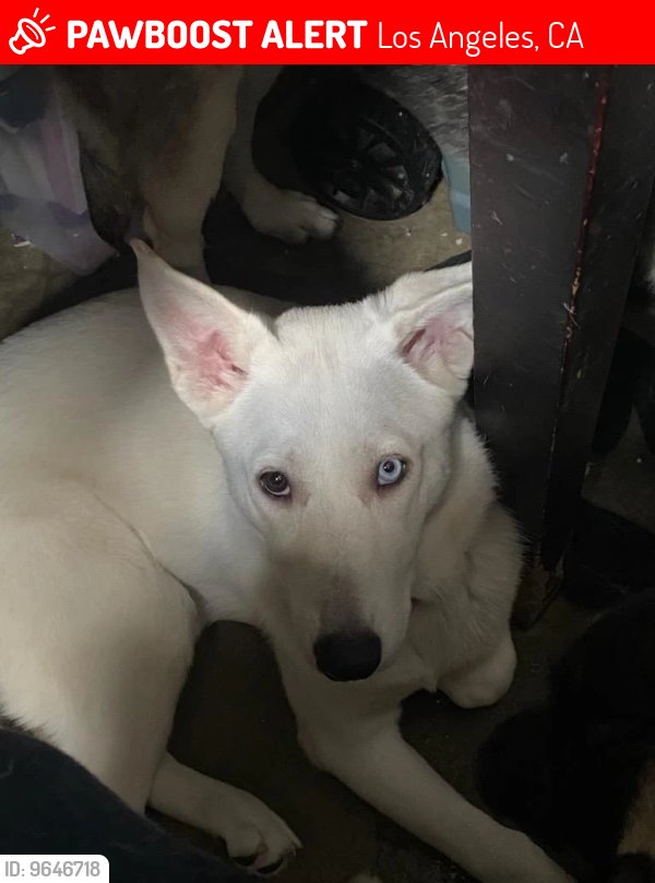 Los Angeles, CA Lost Male Dog, Zeus Is Missing | PawBoost