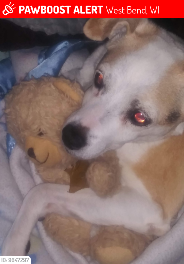 West Bend, WI Lost Female Dog, Nala Is Missing | PawBoost