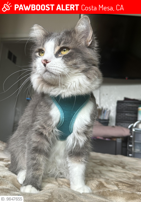 Costa Mesa, CA Lost Male Cat, Odinn Is Missing | PawBoost