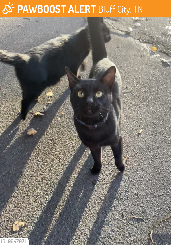 Bluff City, TN Stray Male Cat Found Near Poplar Ridge and Weaver Branch ...