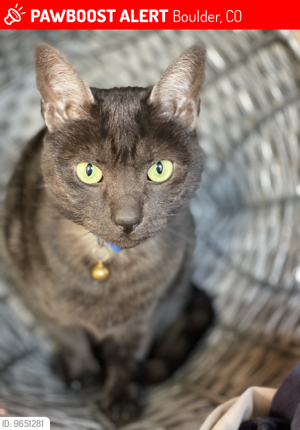 Boulder, CO Lost Male Cat, Kaiko Is Missing | PawBoost