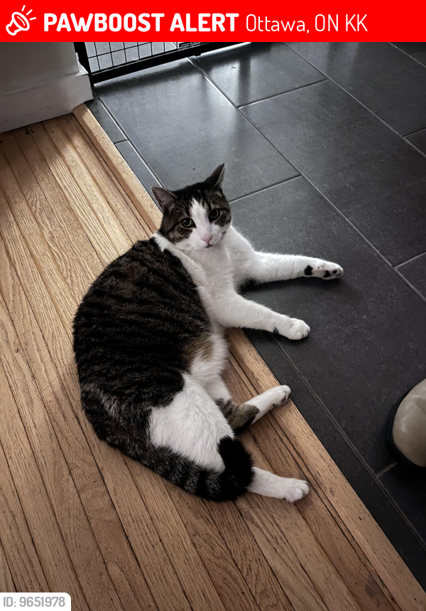 Ottawa, ON Lost Male Cat, Ronan Is Missing | PawBoost