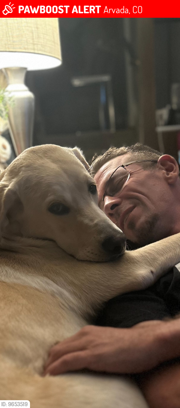 Arvada, CO Lost Male Dog, Remi Is Missing | PawBoost