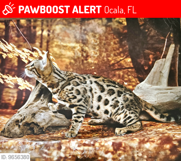 Ocala, FL Lost Male Cat, Loki Is Missing | PawBoost