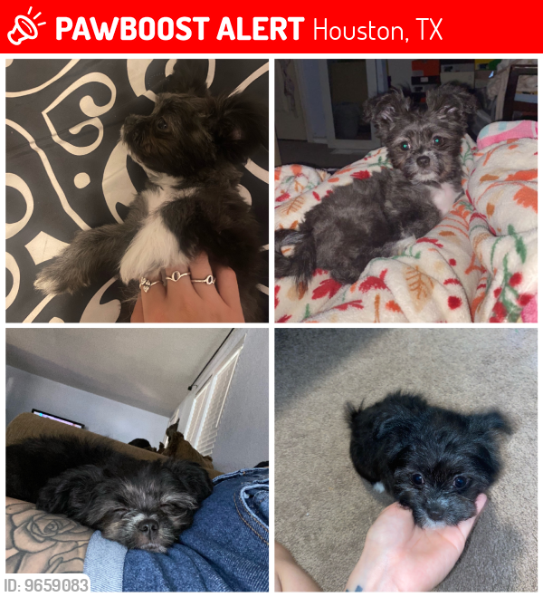 Houston, TX Lost Female Dog, Princess Is Missing | PawBoost