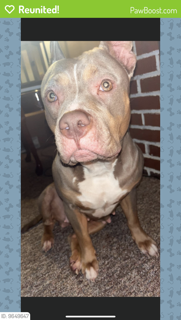 Reunited Female Dog in Pittsburgh, PA 15212 (ID: 69649647) | PawBoost