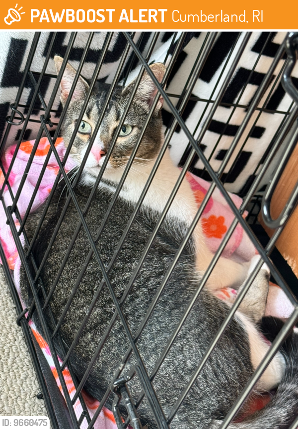Cumberland, RI Stray Cat Found Near Alton and Aborn Ave | PawBoost