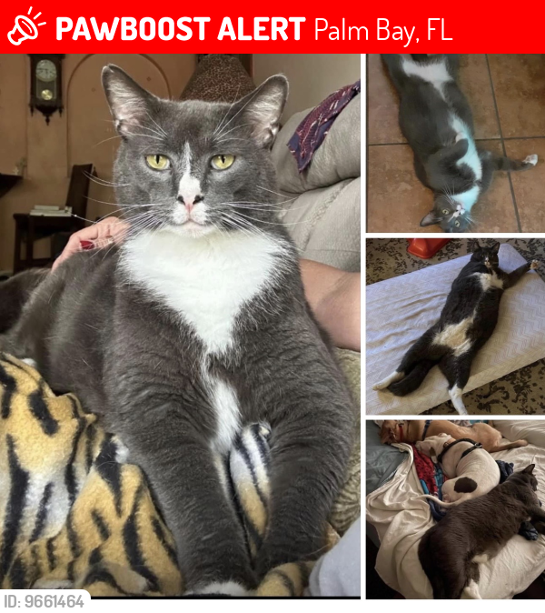 Palm Bay, FL Lost Male Cat, Willy Is Missing | PawBoost