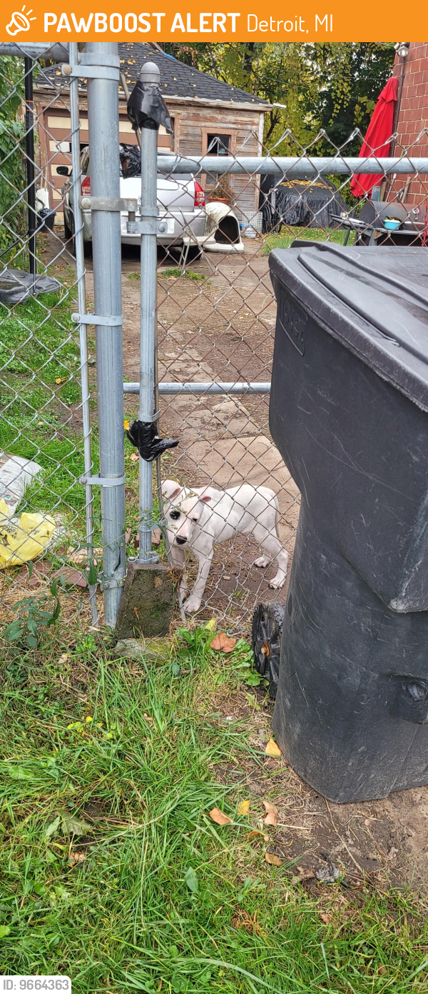 Detroit, MI Stray Female Dog Found Near Lindsay & Margarita | PawBoost