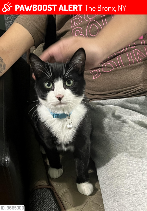 The Bronx, NY Lost Male Cat, Benito Is Missing | PawBoost