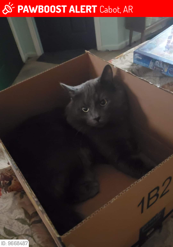 Cabot, AR Lost Male Cat, Loki Is Missing | PawBoost