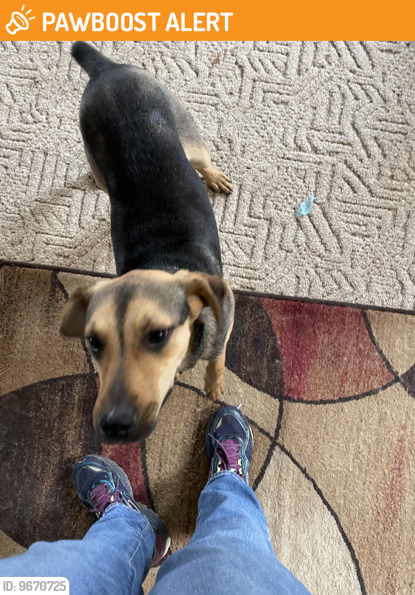 Springfield Township, OH Stray Male Dog Found Near Wiles rd Mansfield ...