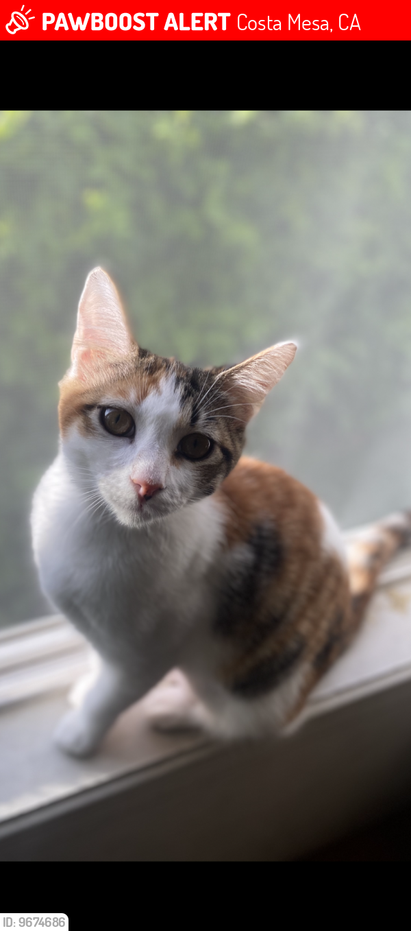 Costa Mesa, CA Lost Female Cat, Gwendolyn Is Missing | PawBoost