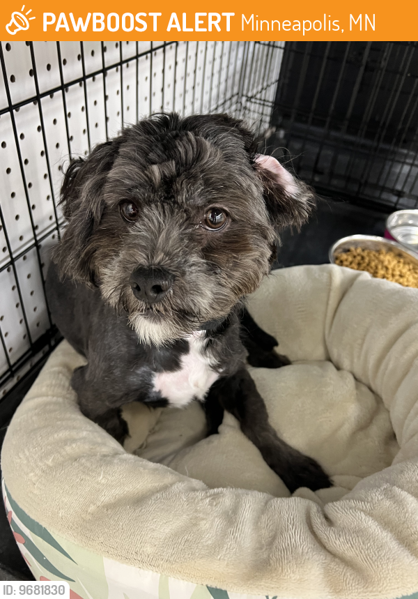 Rehomed Male Dog in Minneapolis, MN 55406 (ID: 69681830) | PawBoost