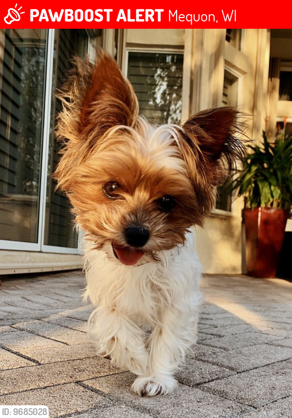 Mequon, WI Lost Male Dog, Fletcher Is Missing | PawBoost