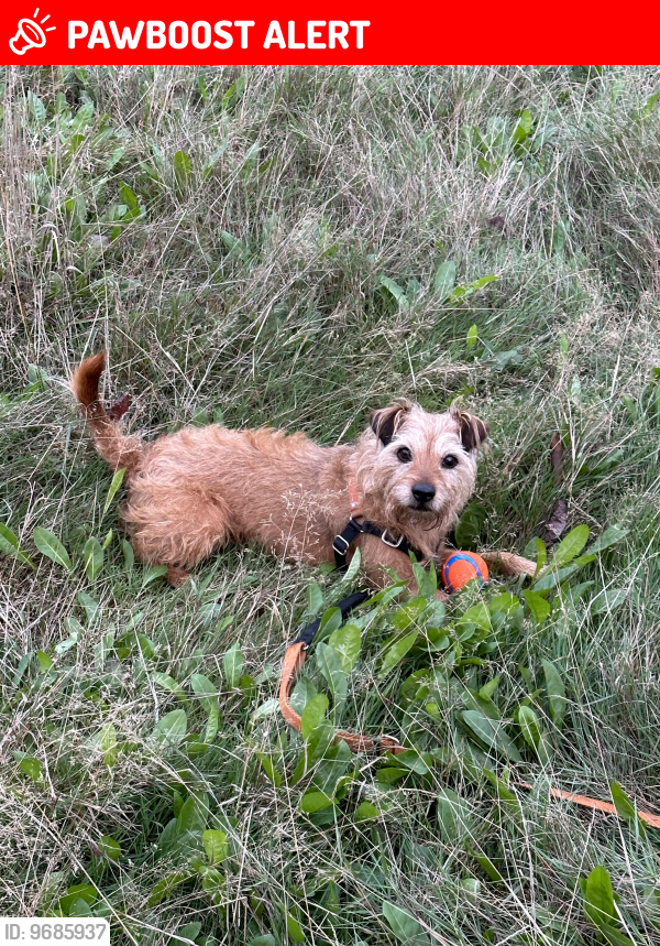 Maple Heights-Lake Desire, WA Lost Male Dog, Puppers Is Missing | PawBoost