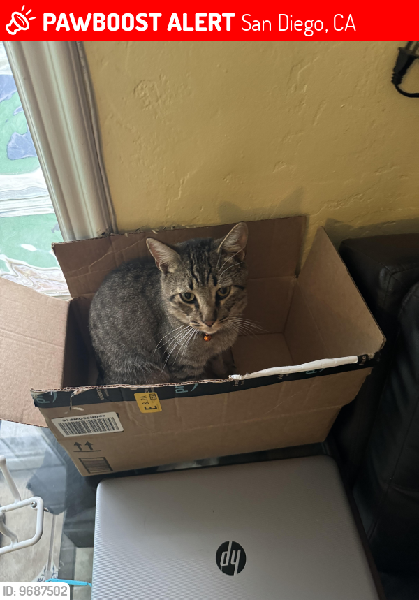 San Diego, CA Lost Male Cat, Simba Is Missing | PawBoost